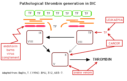 Diagram of thrombin generation in DIC – Primary Care Notebook