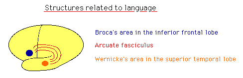 Diagram of brain areas involved in language – GPnotebook