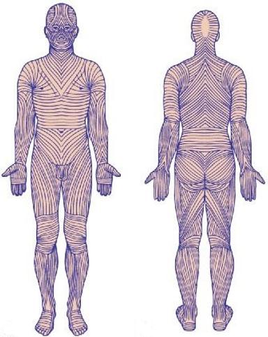 Langers lines (lines of dominant mechanical tension in the skin ...