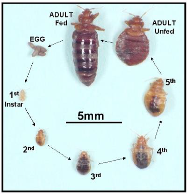 Bedbugs – Primary Care Notebook