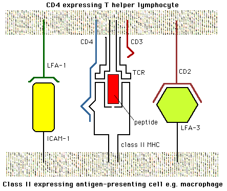 Diagram of T cell interaction with APC – GPnotebook