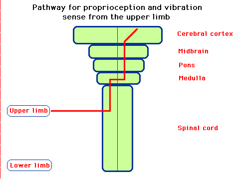 Diagram of the pathway for proprioception from the arm – Primary Care ...