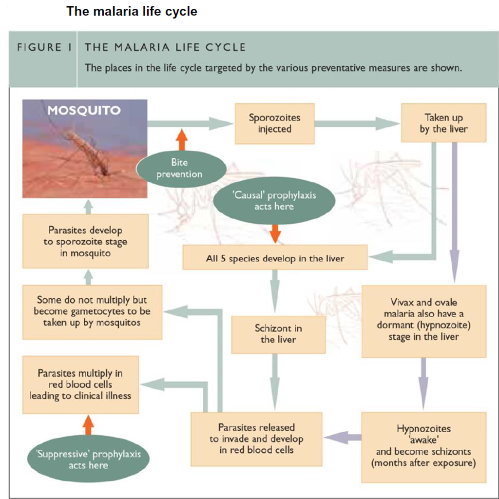 Transmission of malaria – GPnotebook