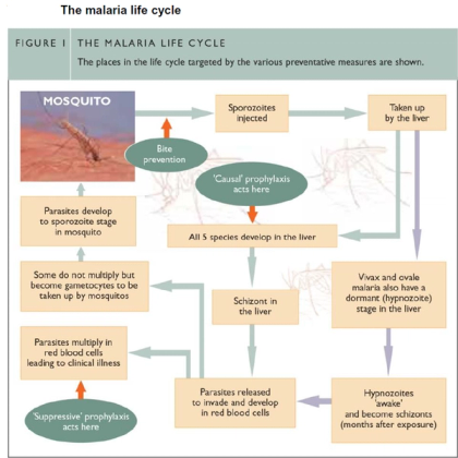 Phases of malaria infection – GPnotebook