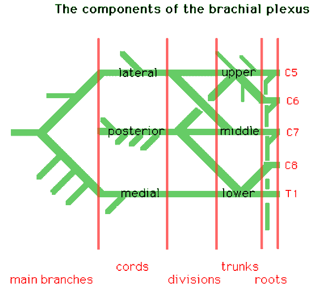 Diagram of components of the brachial plexus – GPnotebook