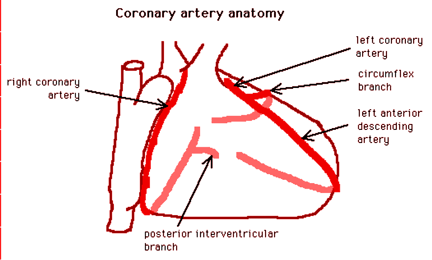 Coronary artery anatomy – GPnotebook