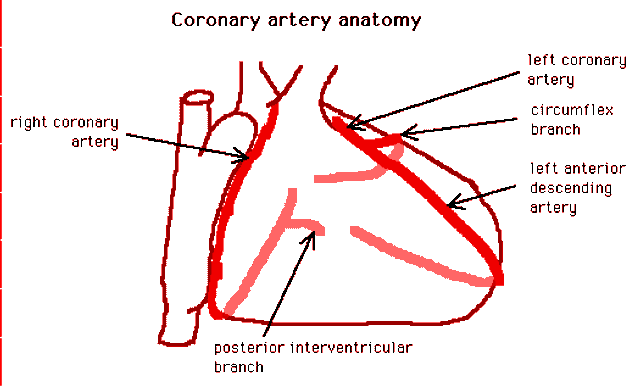Coronary artery anatomy – GPnotebook