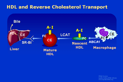 HDL and reverse cholesterol transport – Primary Care Notebook