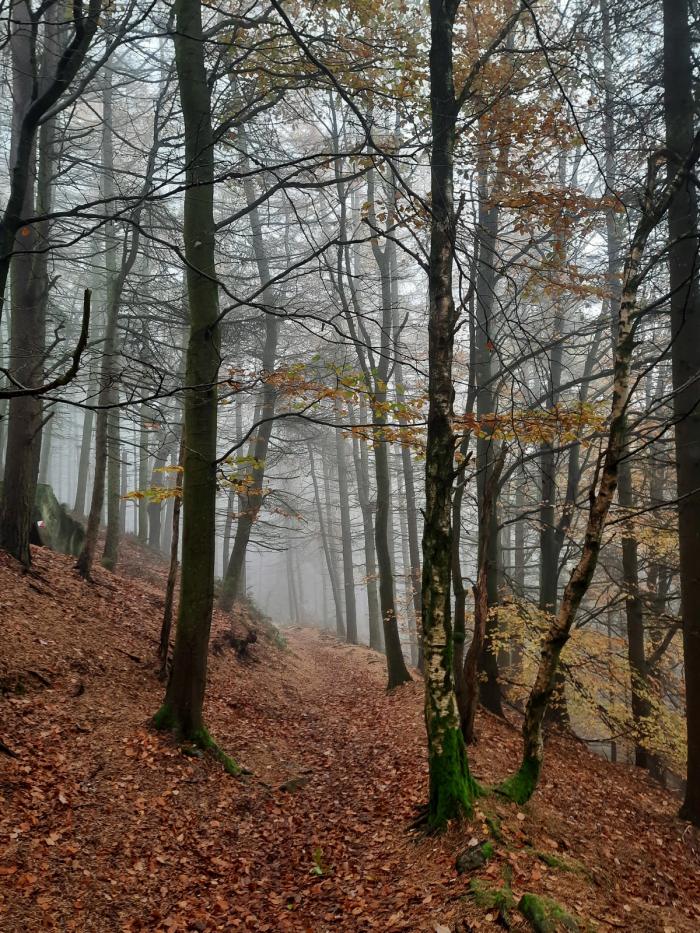 Christopher Goddard - The Yorkshire Map Maker | The Magic of the Woods