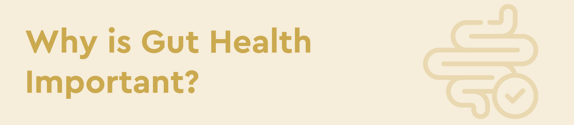Why is Gut Health So Important?