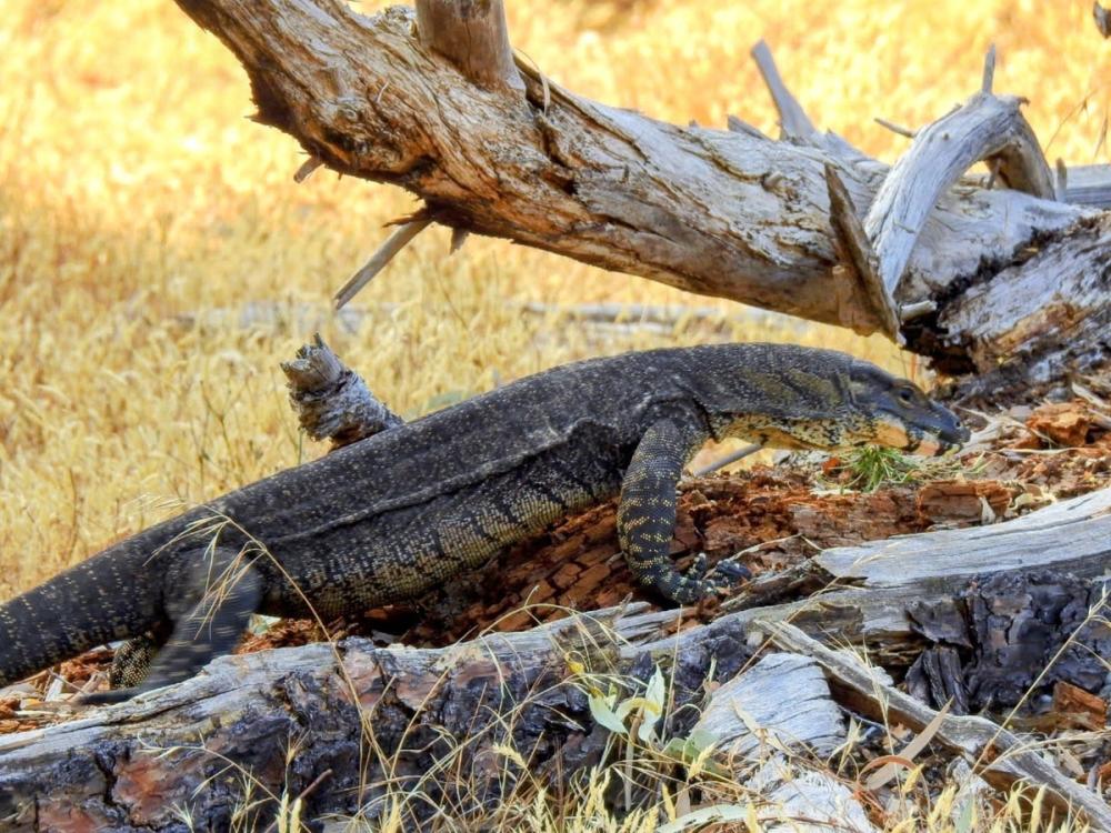 Resources Project Platypus