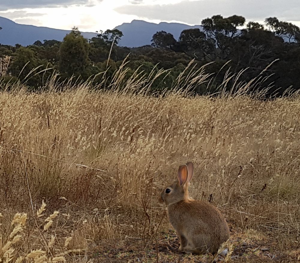 Rabbit Control | Project Platypus