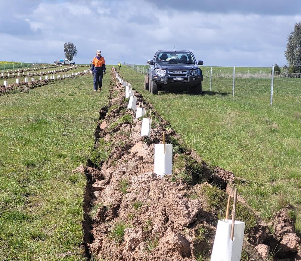 Revegetation | Project Platypus
