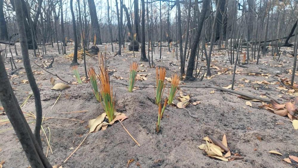 How best to support habitat after bushfire | Project Platypus