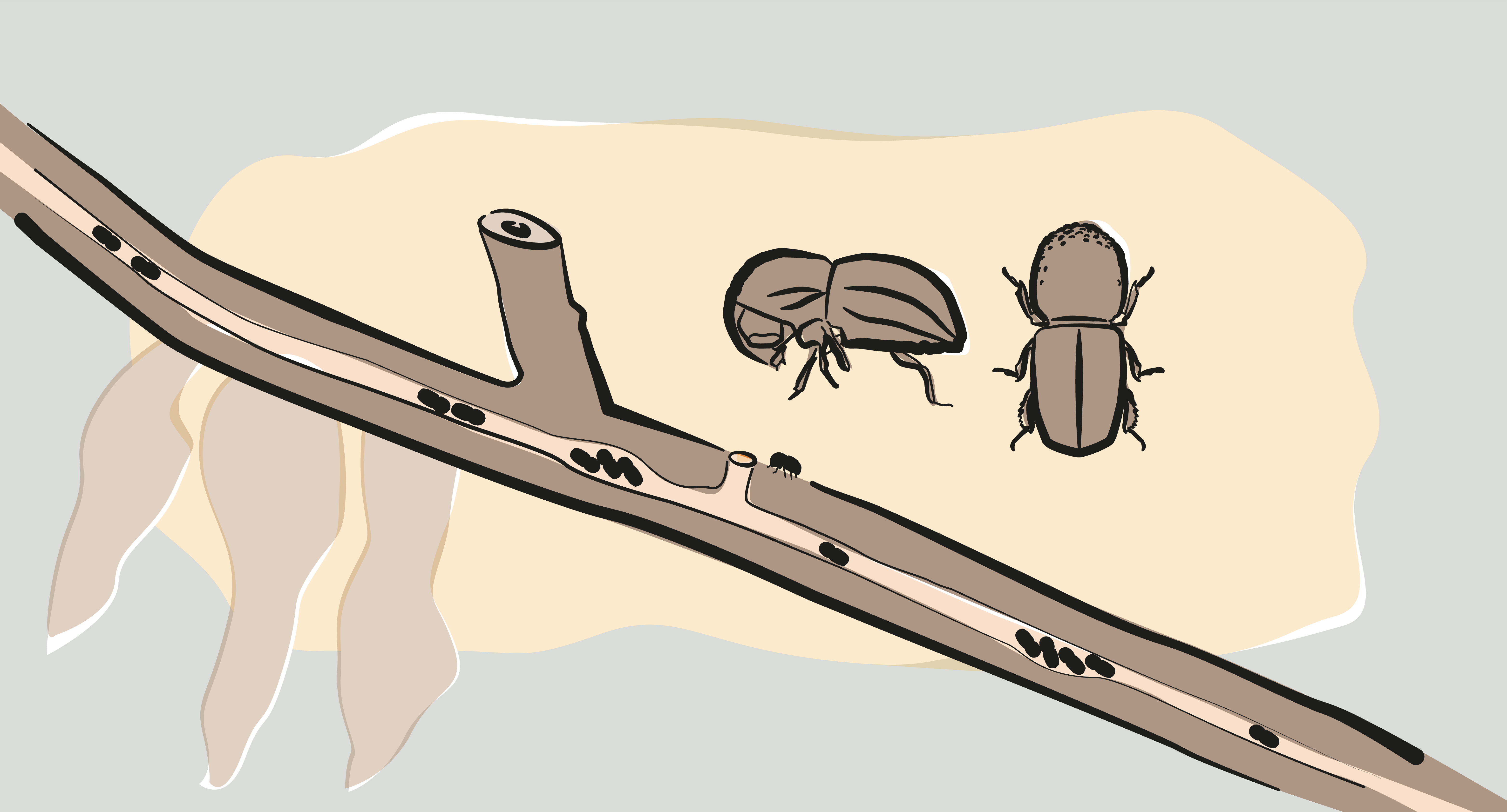 Black Coffee Twig Borer traps