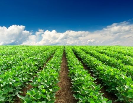 Farm Owners Claim Title to Land by Adverse Possession