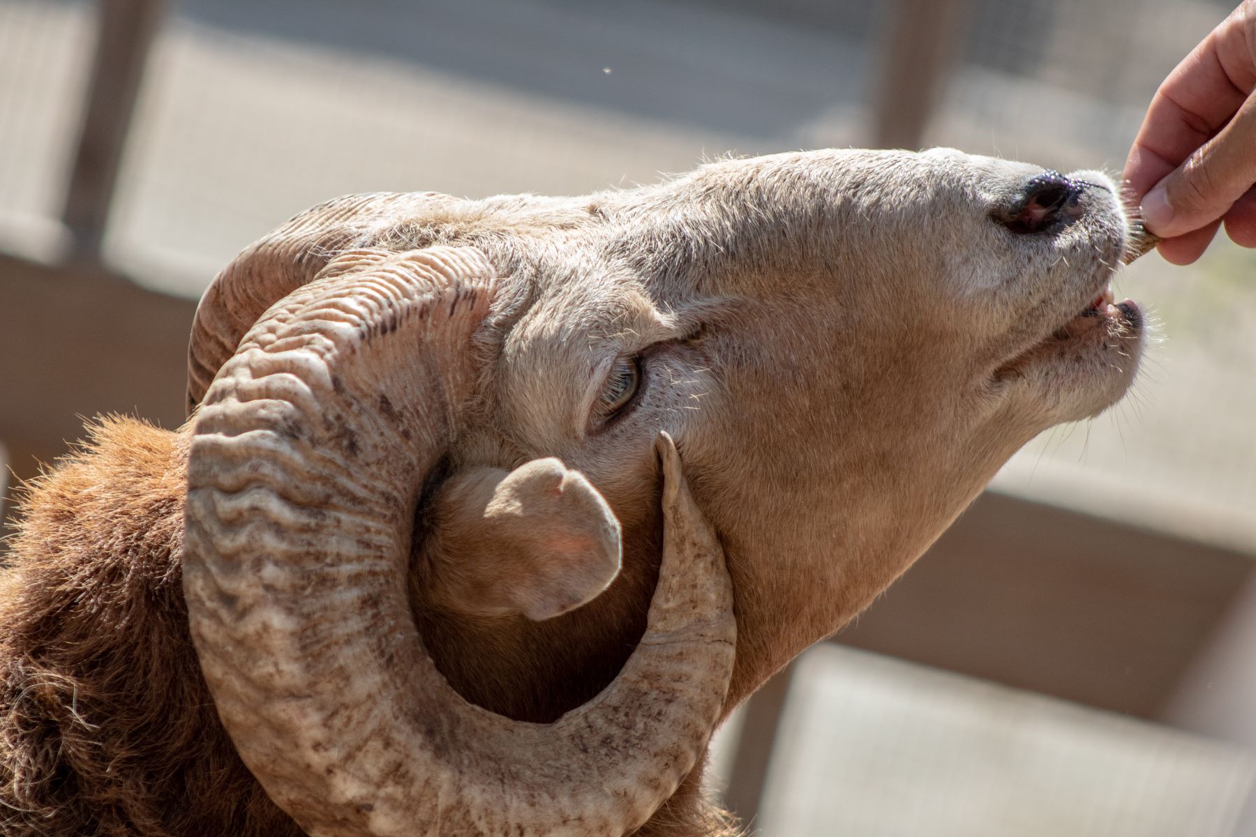 Aggressive Ram Behavior Caused by Negligent Farm Owner Leads to Injury ...