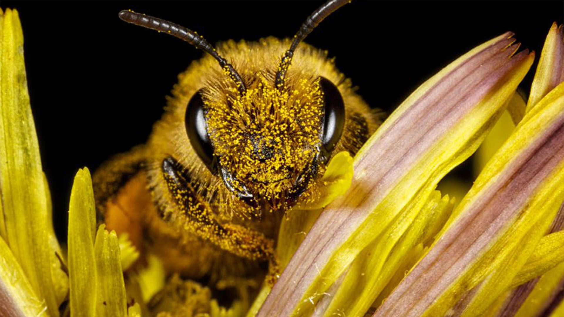 Biodiversity, business and bees | Unilever