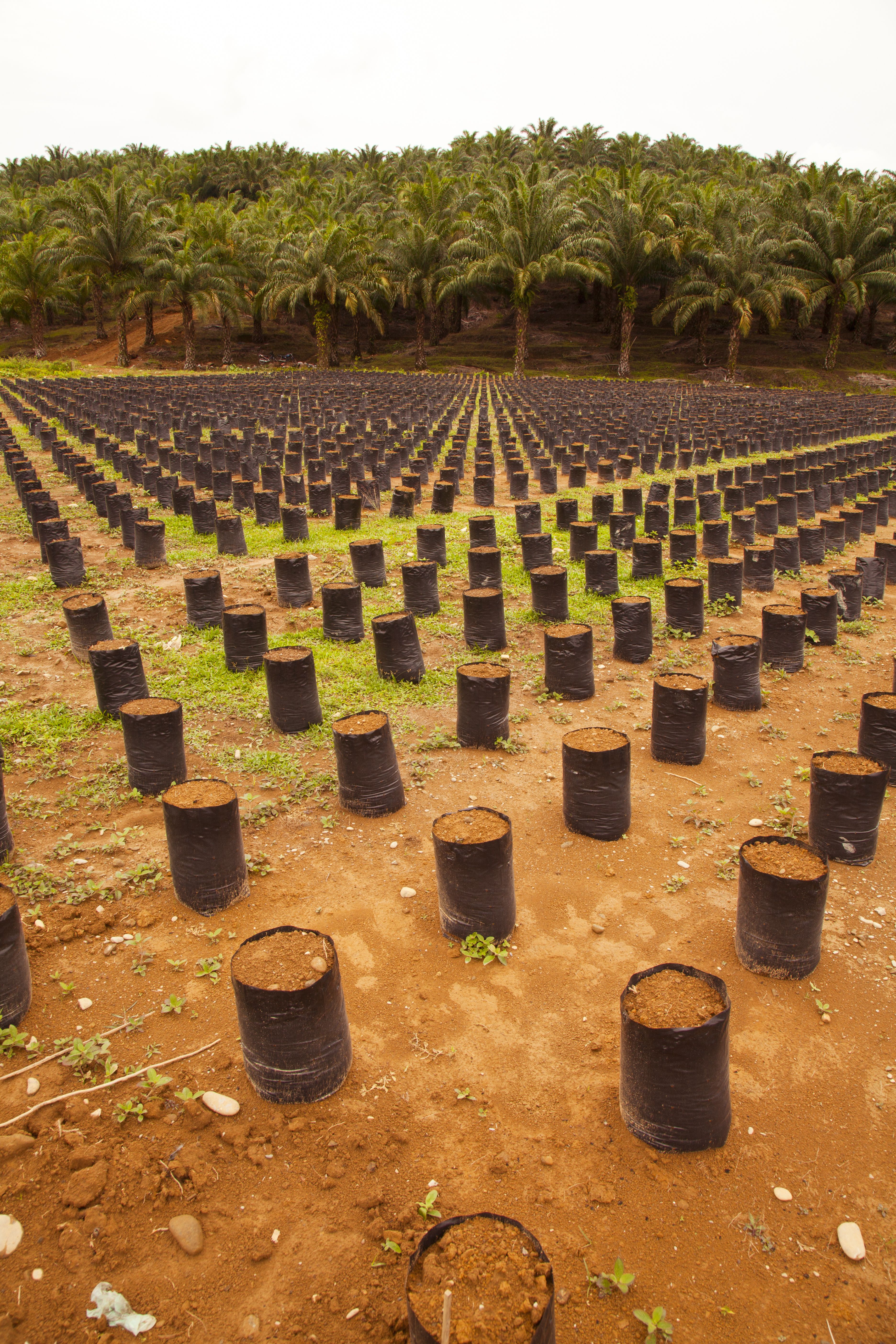 Our palm oil supply chain | Unilever