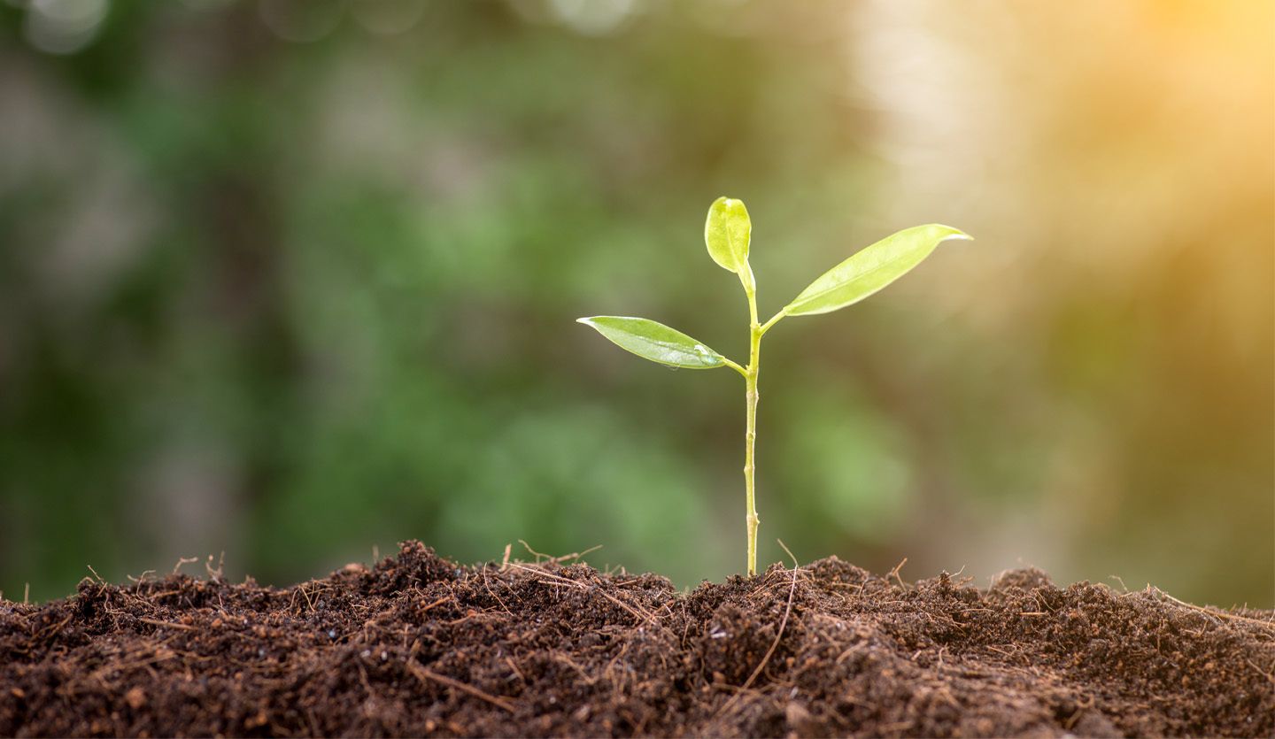 How putting down roots helps protect the planet | Unilever