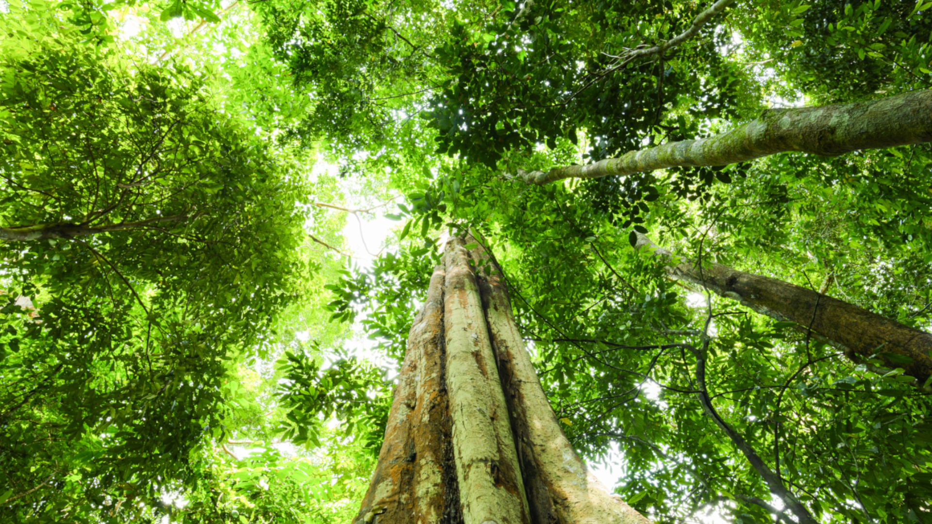 How regenerating nature can help us reach net zero |Unilever | Unilever