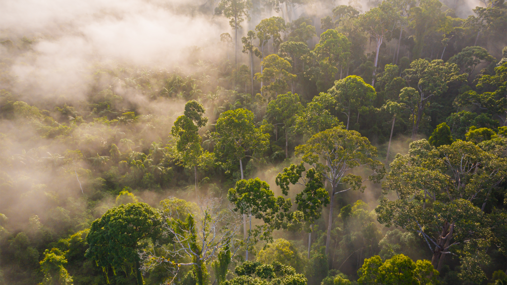 Tech solutions that are helping us tackle deforestation | Unilever