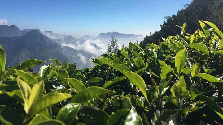 How you can help turn tea time into peace time | Unilever