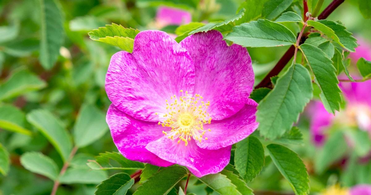 Rick’s Native Plants of the Month | Virginia Rose & Carolina Rose