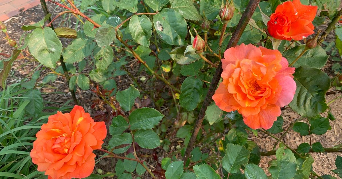 A Note From Rick | June at Bridge Gardens