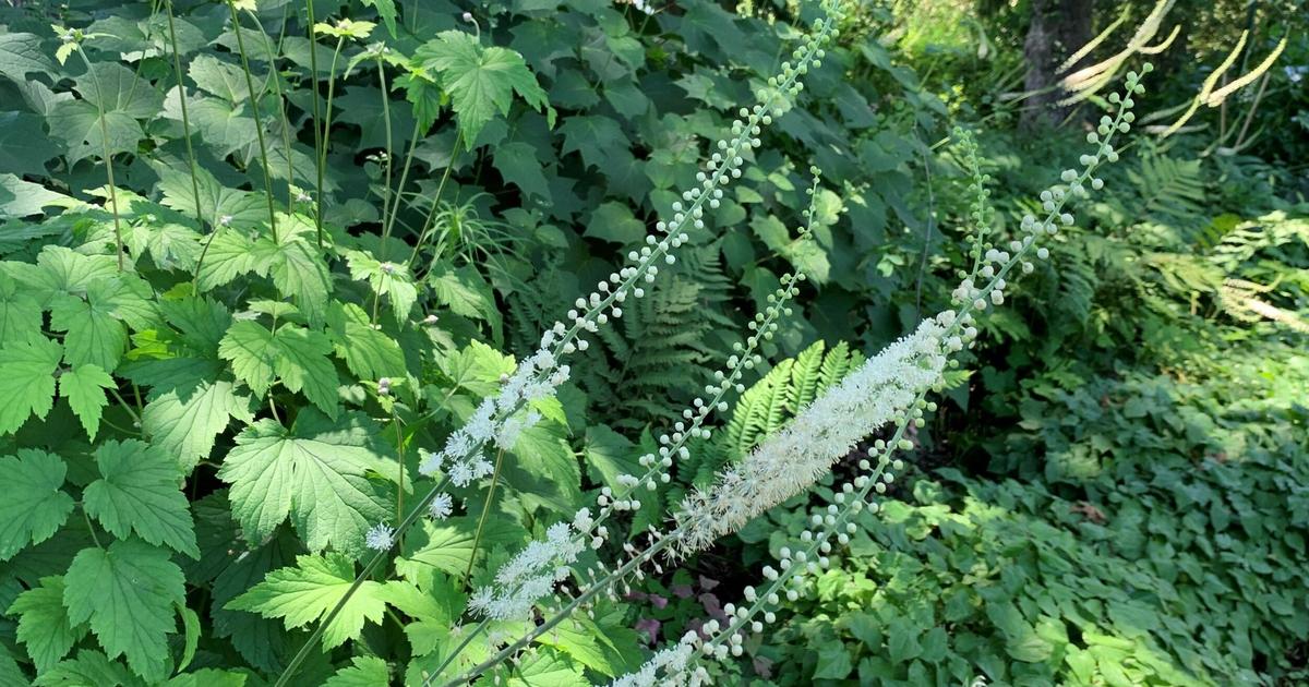 Rick’s Native Plant of the Month | Black bugbane (Actaea racemose