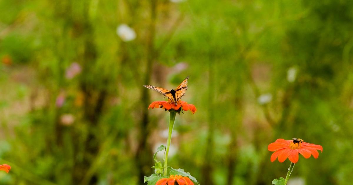 Working Together to Support Our Local Pollinators