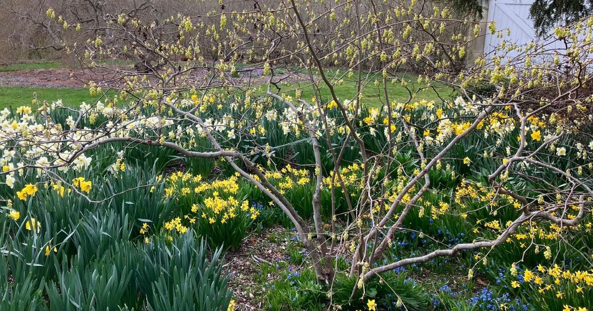 A Note From Rick | Spring Flower Show