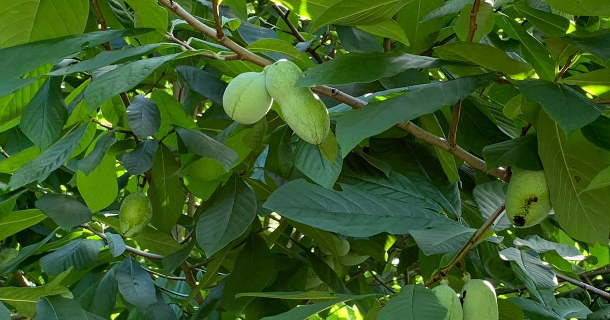 Rick’s Native Plant of the Month | Pawpaw (Asimina triloba