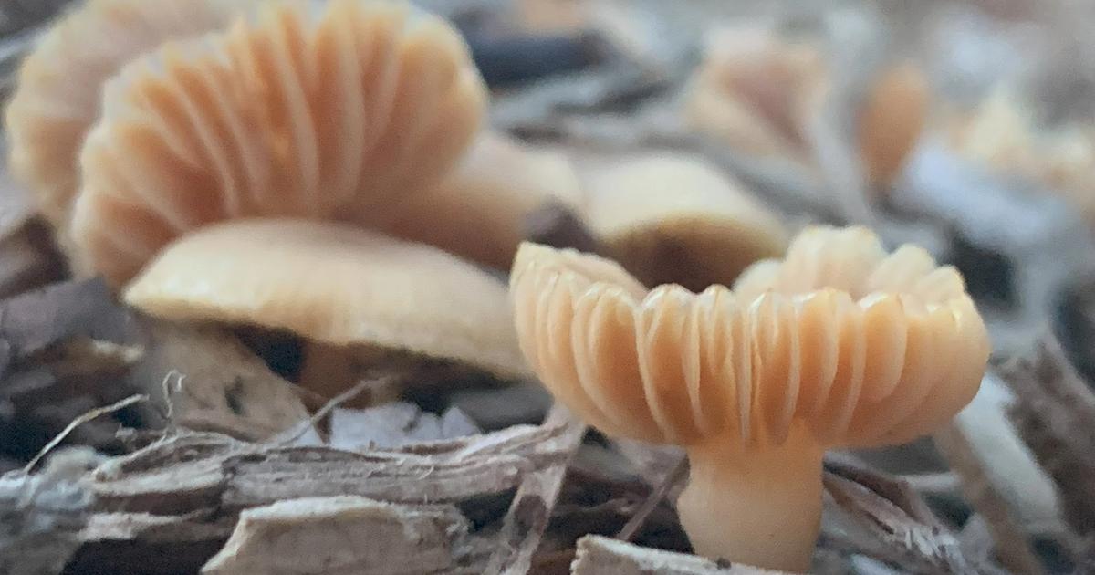 Mattituck Mushroom Farm Tour