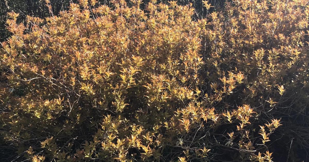 Rick’s Native Plant of the Month | Northern Bush Honeysuckle (Diervilla ...