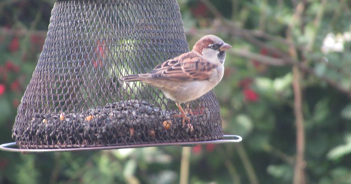 A Bird’s View from Winds Way | Little Brown Birds