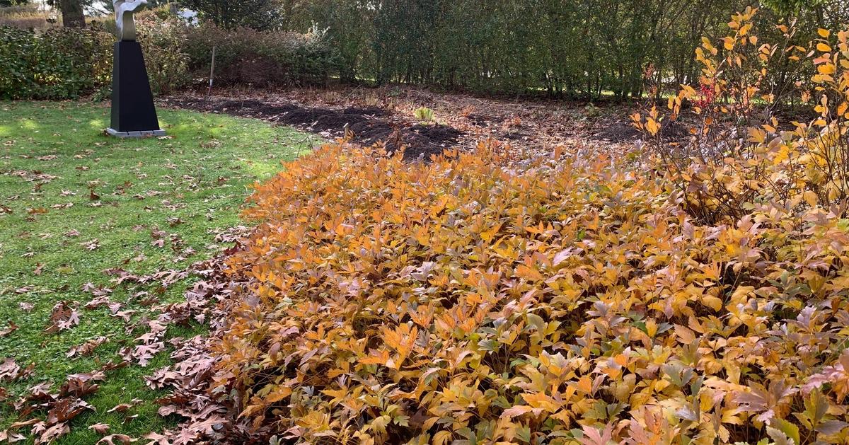 Rick’s Native Plant of the Month | Yellowroot