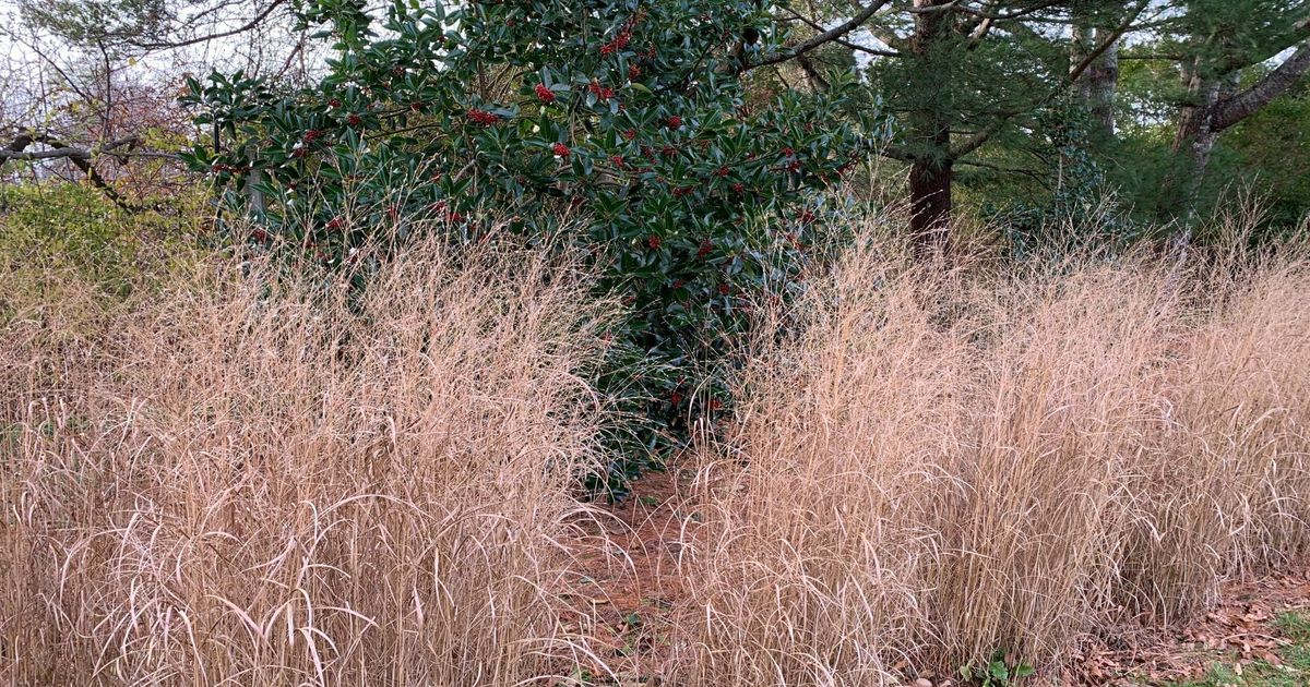 Rick’s Native Plant of the Month | Panicum virgatum - Switch Grass