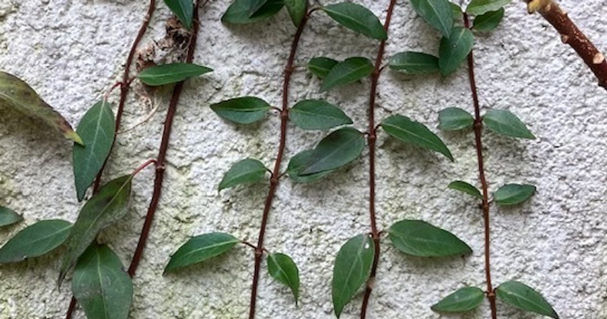 Rick’s Native Plant of the Month | Hydrangea vine (Decumaria barbara