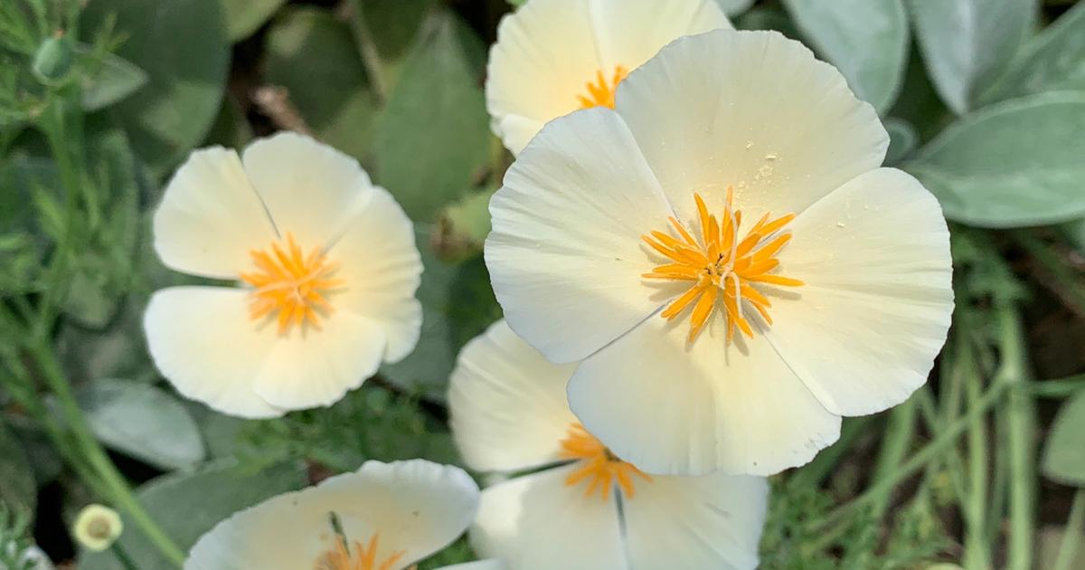 A Note From Rick | June - A Rewarding Time in the Garden