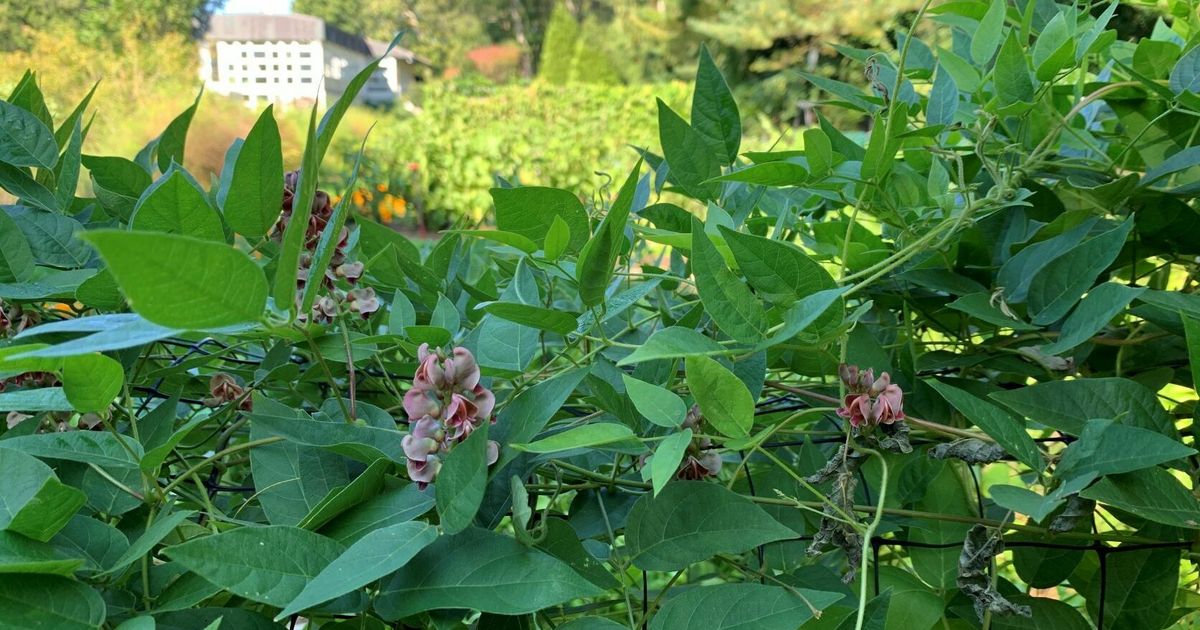 Rick’s Native Plant of the Month | American Groundnut