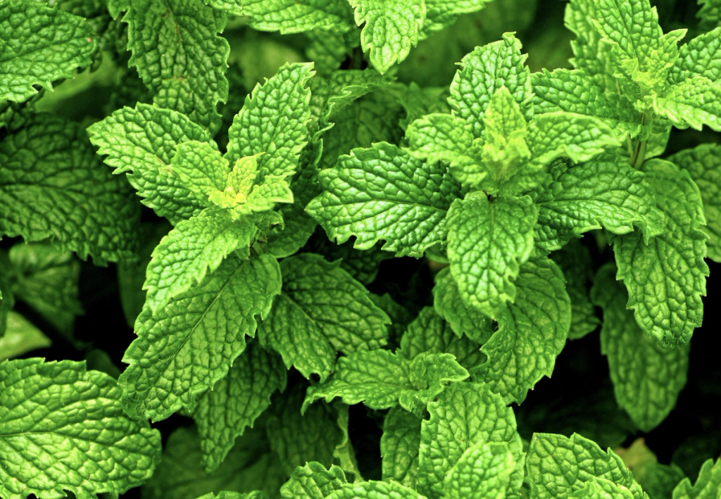 Natural Insect Repellent and Bug Spray - Plant-Based | Buzzie