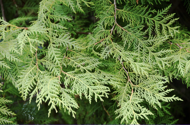 Natural Insect Repellent and Bug Spray - Plant-Based | Buzzie