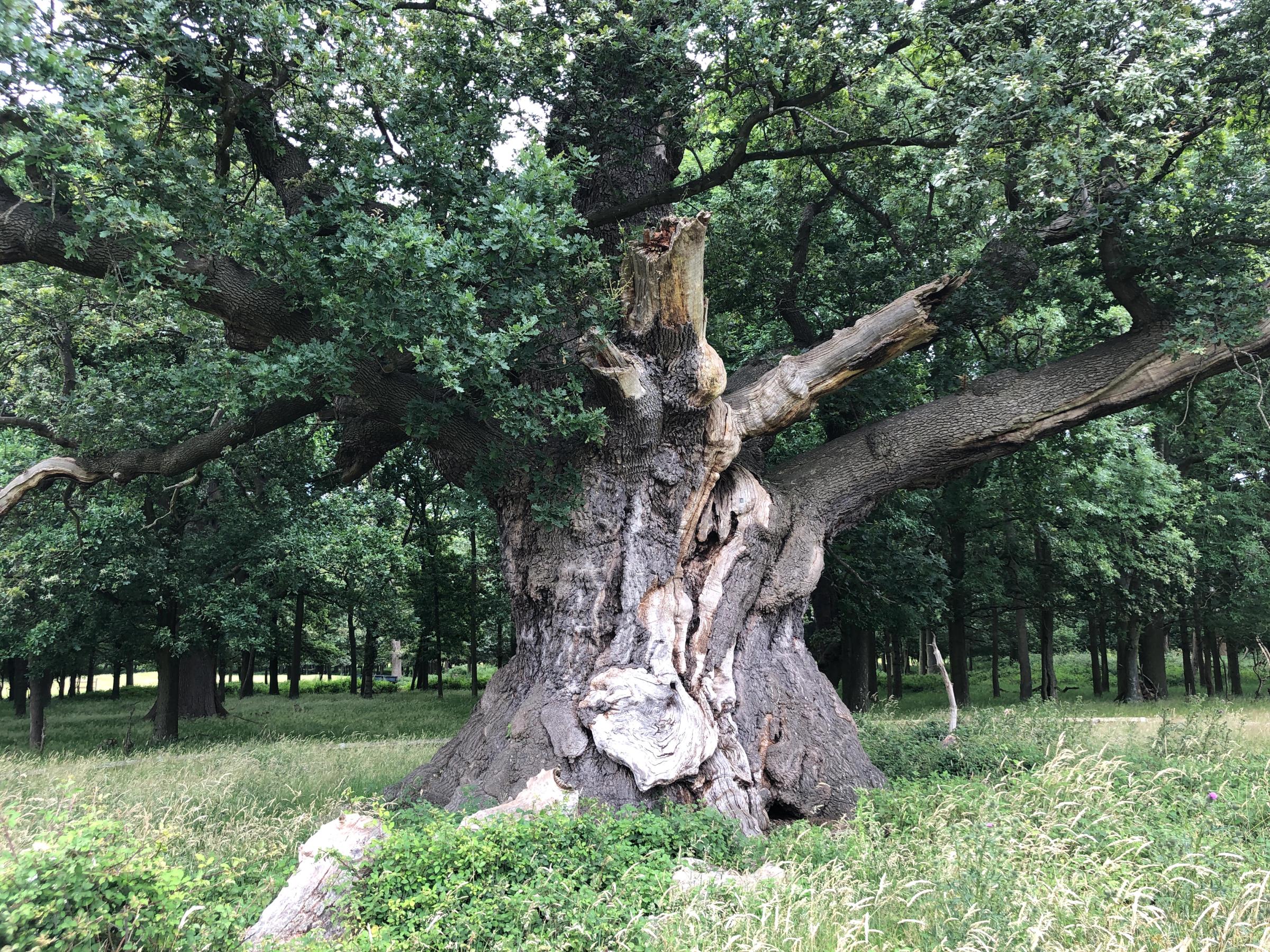 The Power of Trees: From Climate Resilience to their role in Garden ...