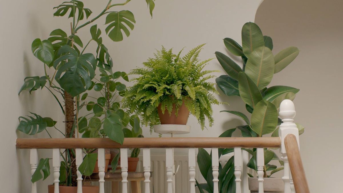 Antfood's Original Music for Fern | Johnny Kelly's Award-Winning Film