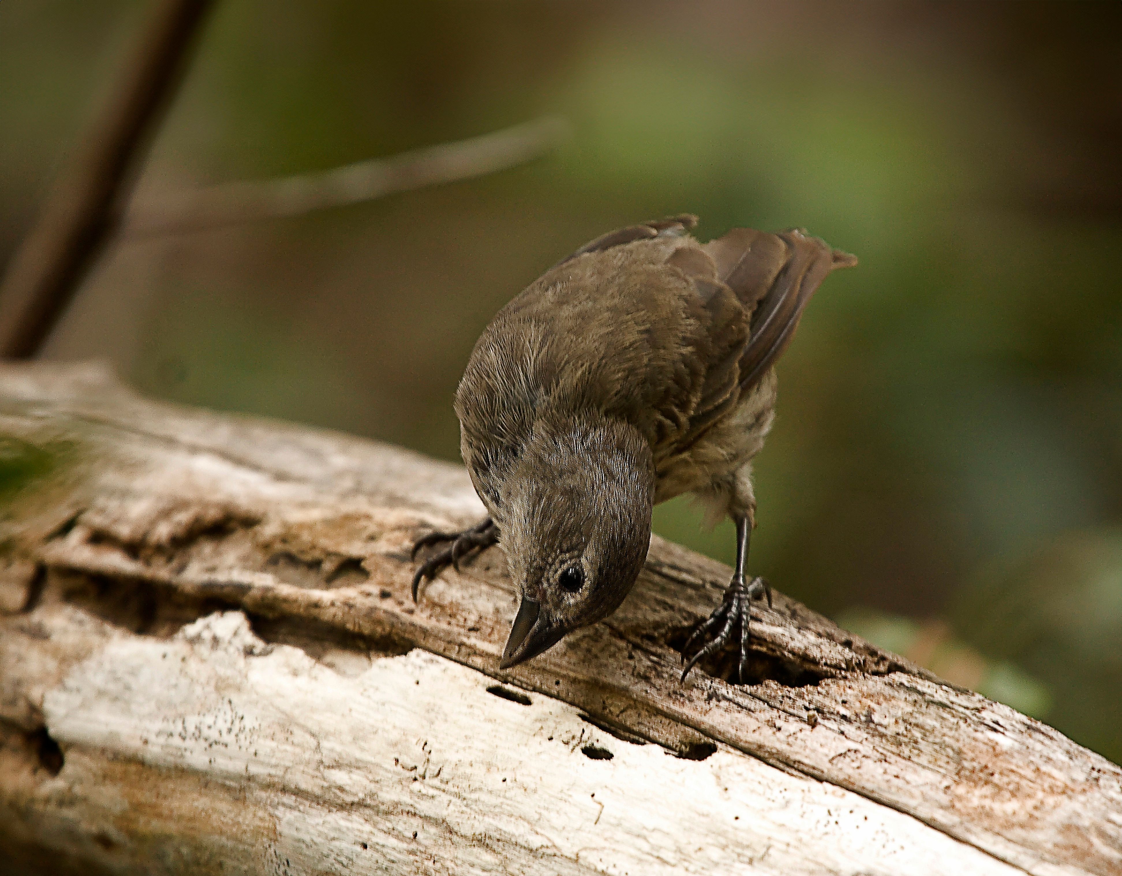 Extinction Days — Extinction Days