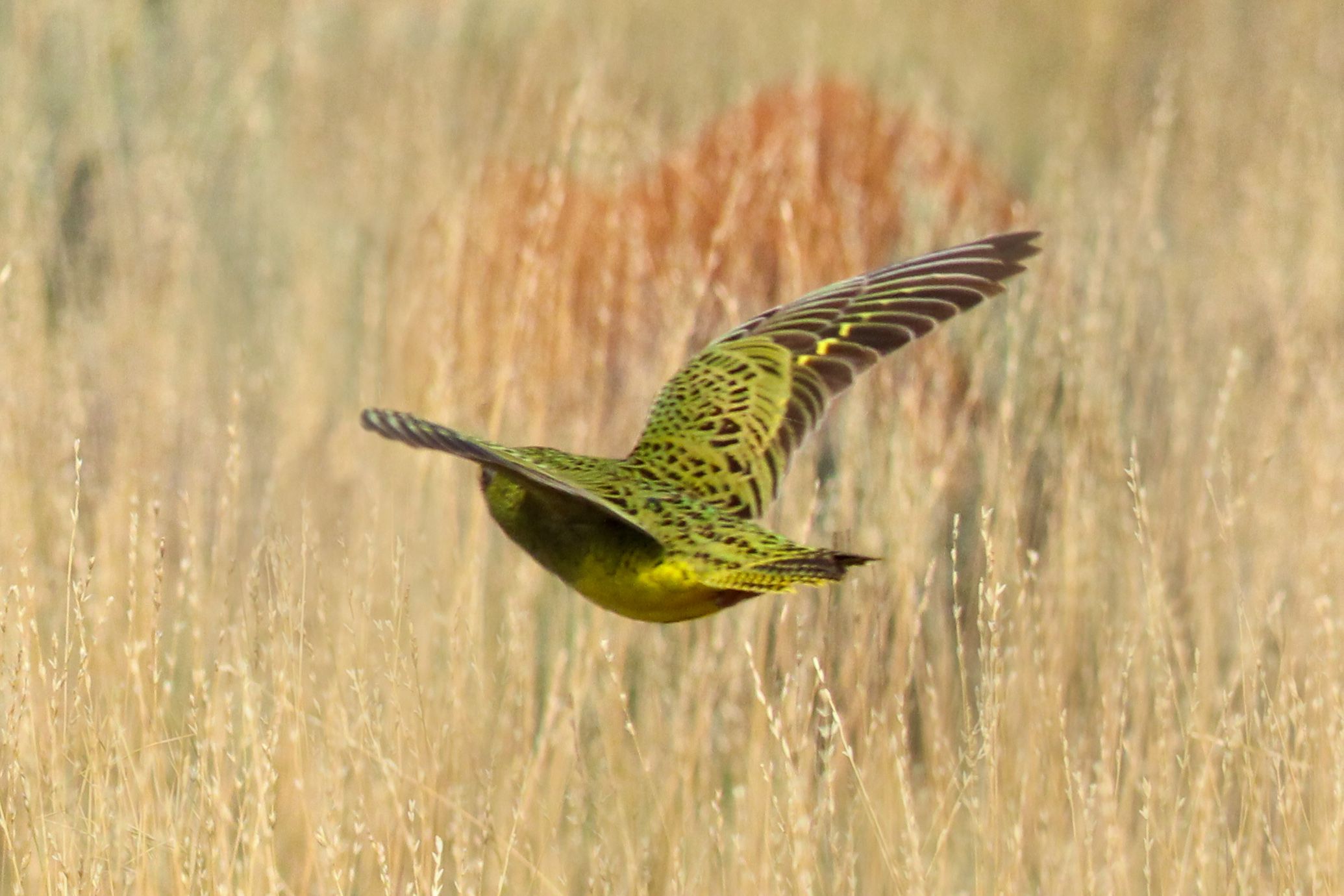 Night Parrot — Extinction Days