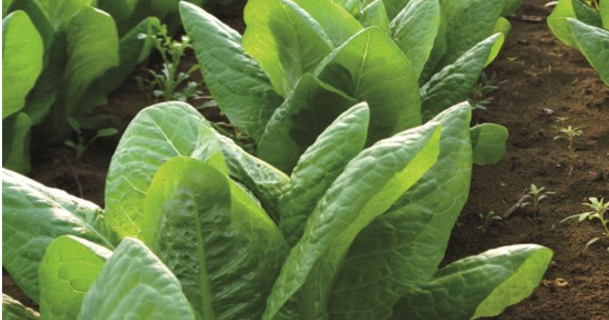 Mat och energi i en cirkulär ekonomi | Norra Djurgårdsstaden 2030