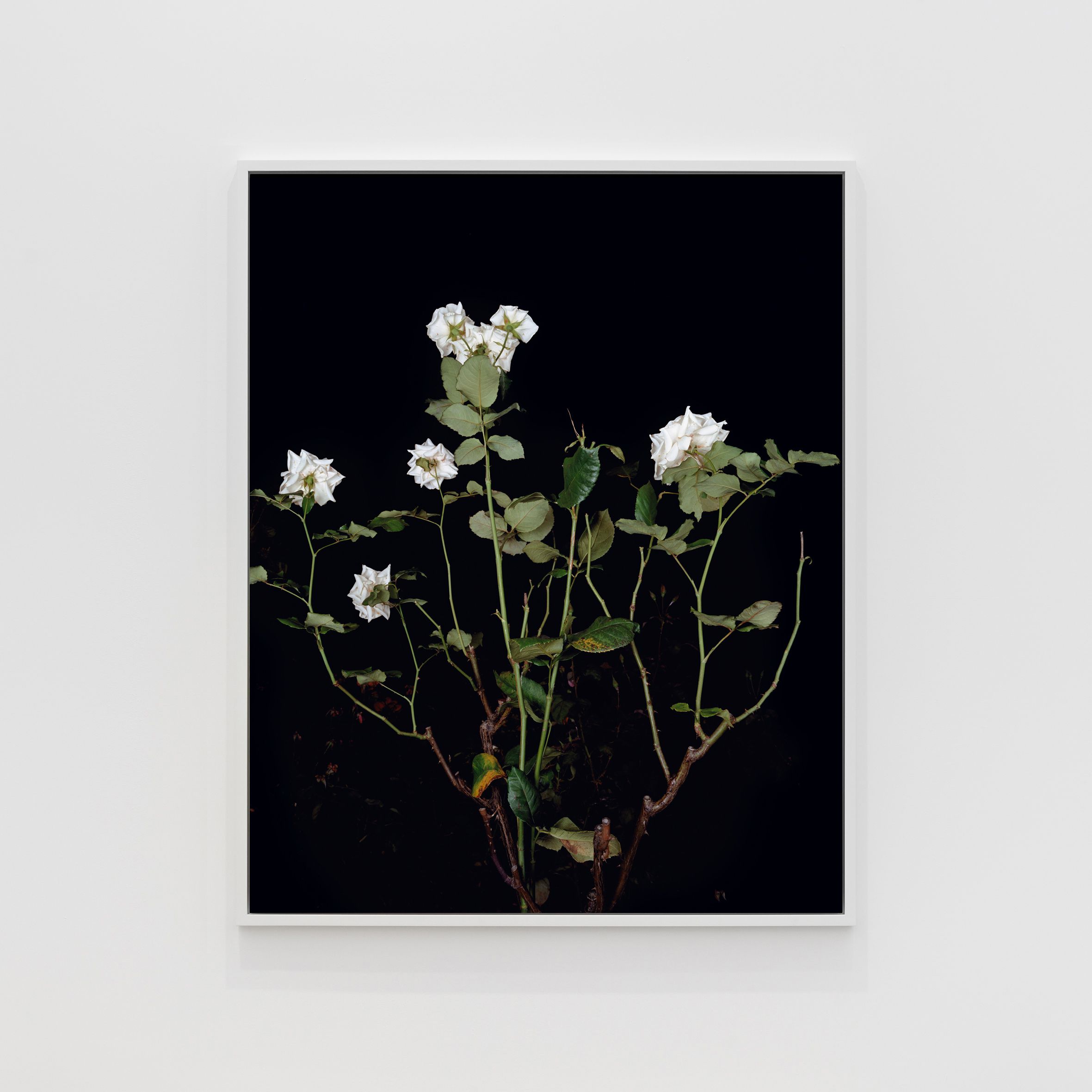 Maureen Paley – News