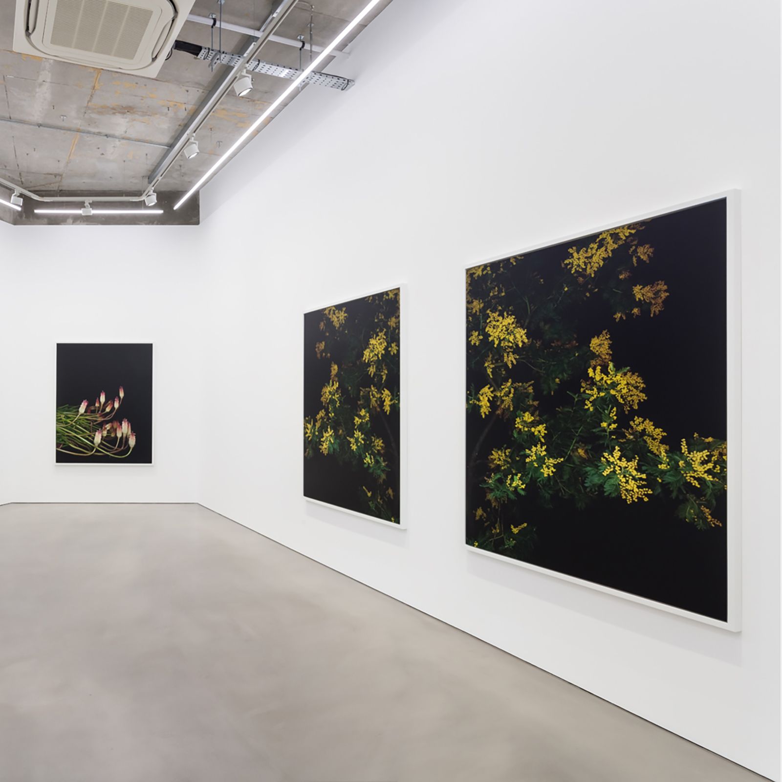 Maureen Paley – Exhibitions